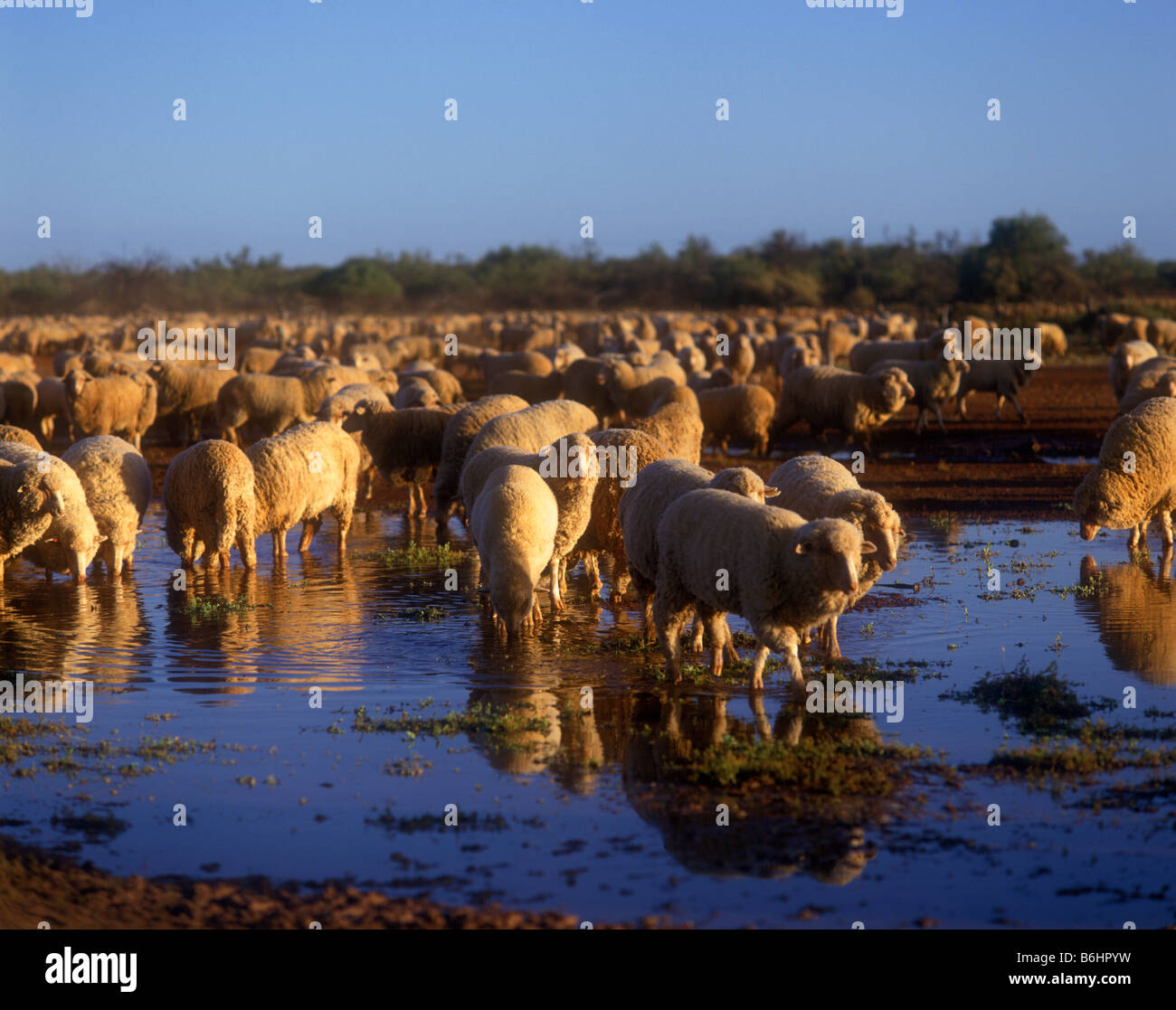 Australian sheep farm hi-res stock photography and images - Alamy