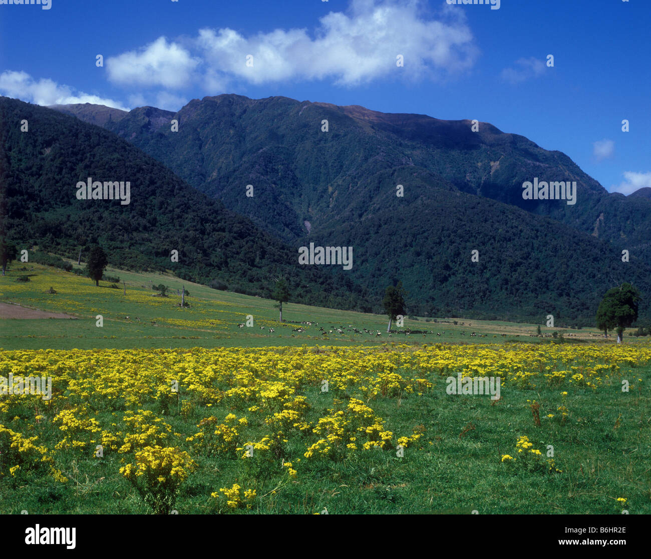 Rural alpine scene at Mount Alexander on New Zealand's South Island ...