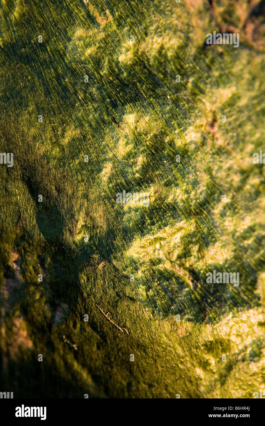 Algae on rock hi-res stock photography and images - Alamy