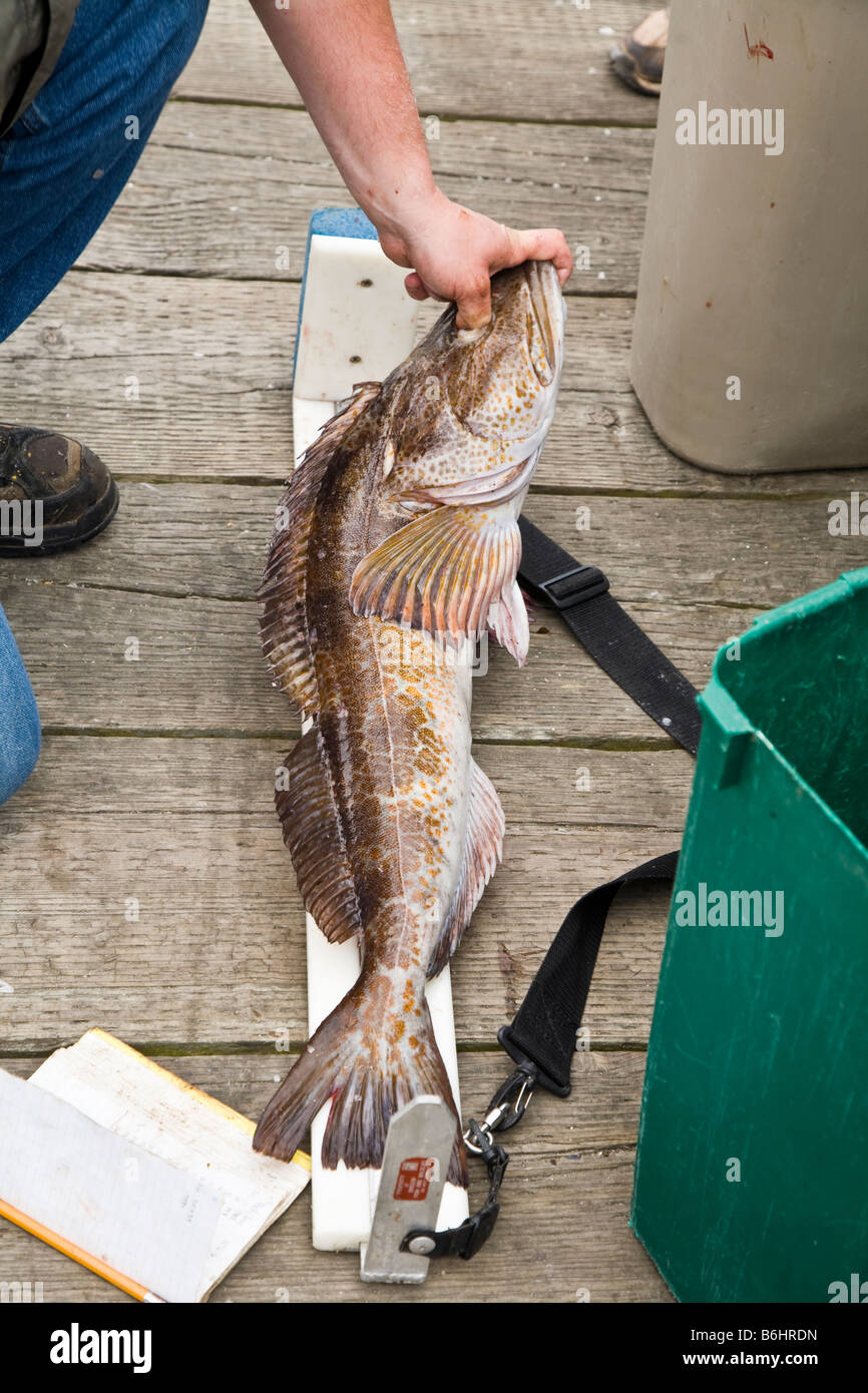 Measuring fish hi-res stock photography and images - Alamy