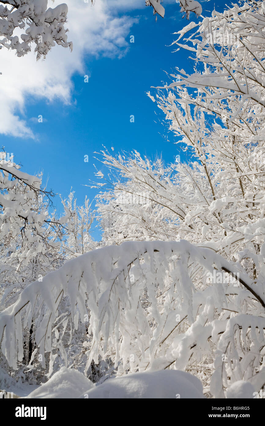 Heavily laden trees hi-res stock photography and images - Alamy