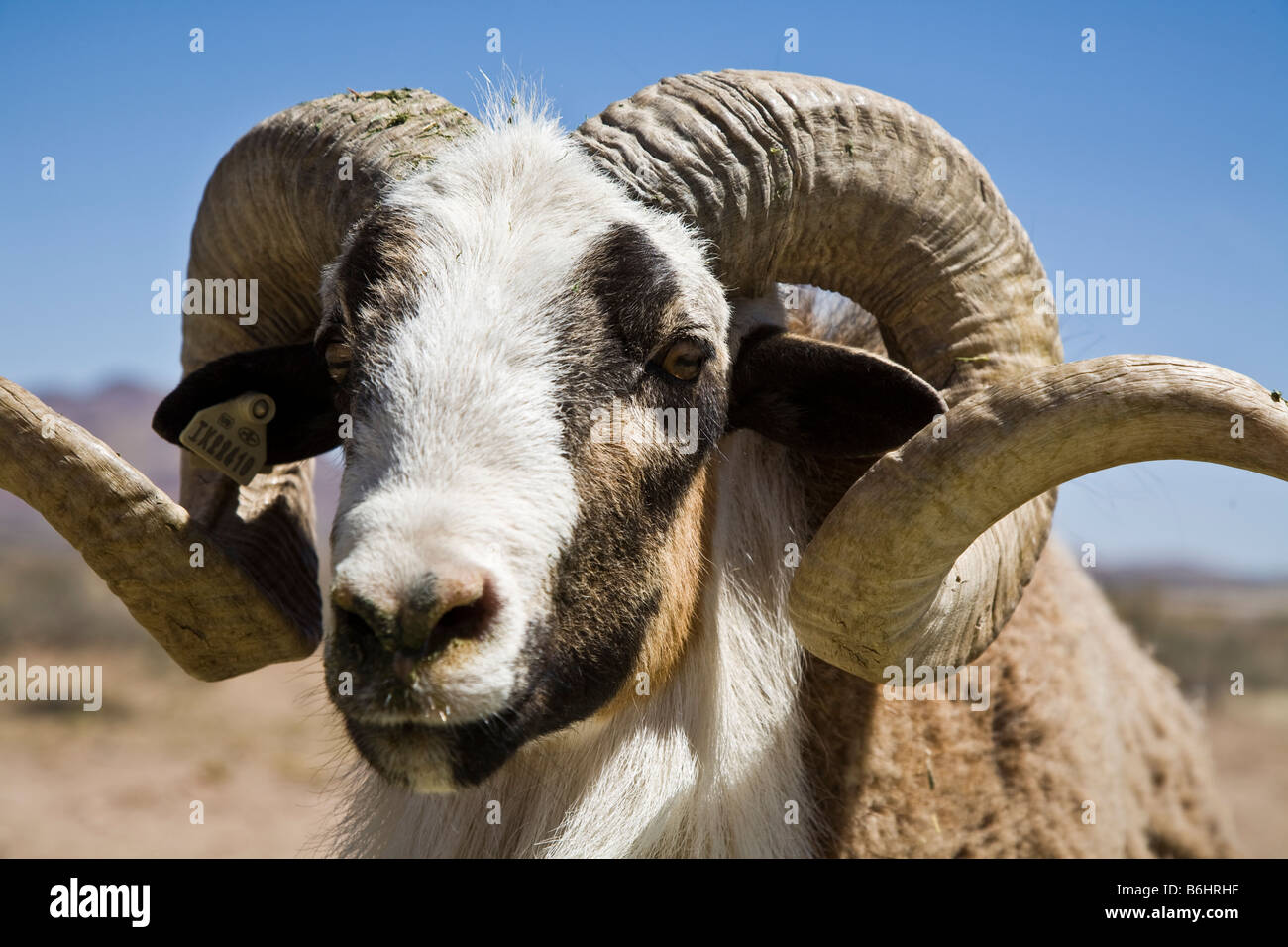 Curly horned ram in the New Mexico desert.USA Stock Photo - Alamy