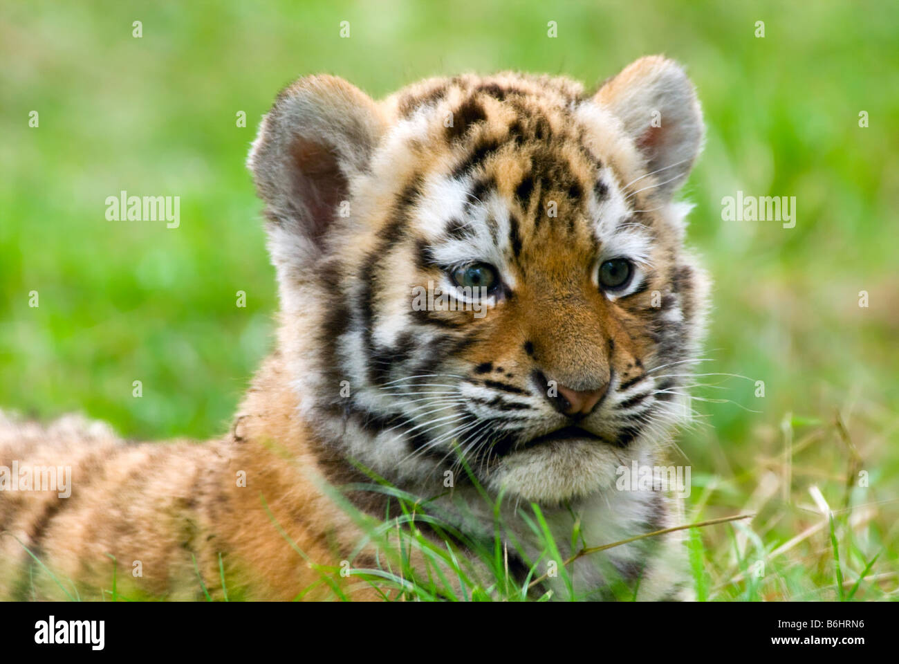 Siberian Tiger Kitten