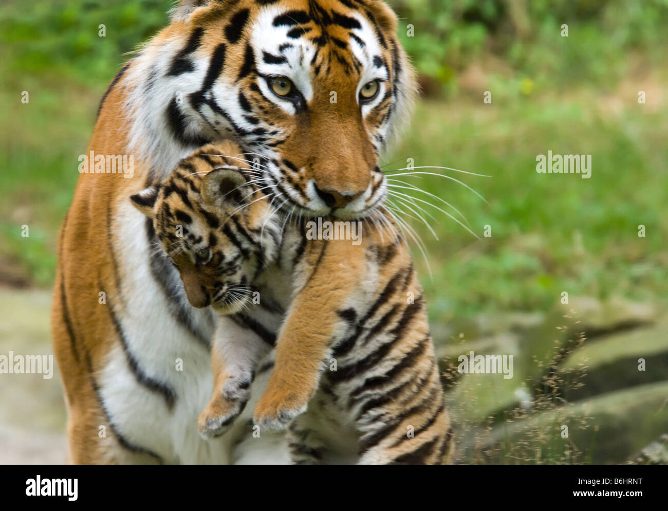 Baby tiger hi-res stock photography and images - Alamy