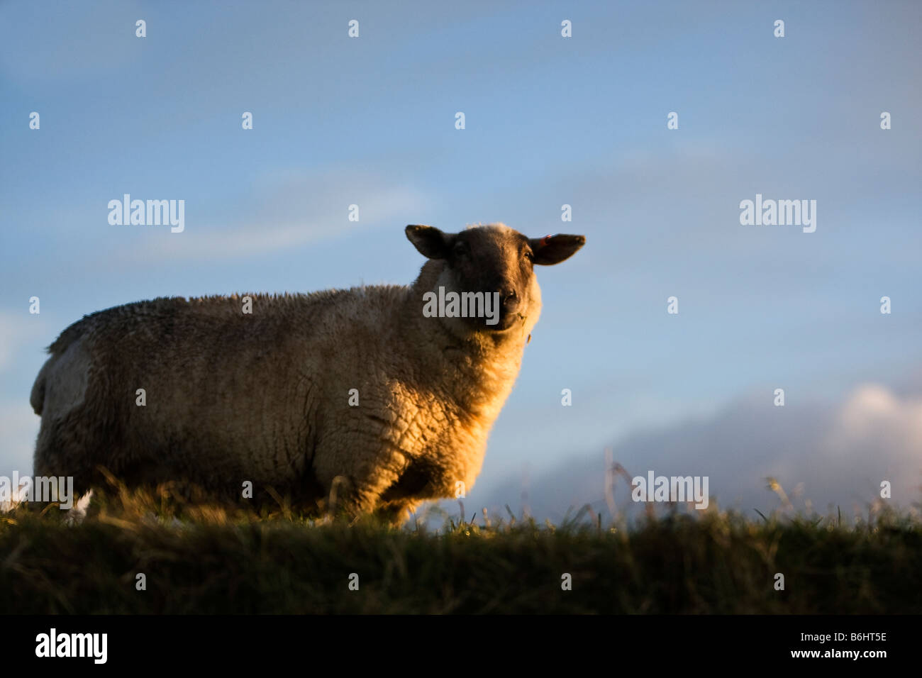 Sheep Standing On A hill Stock Photo - Alamy