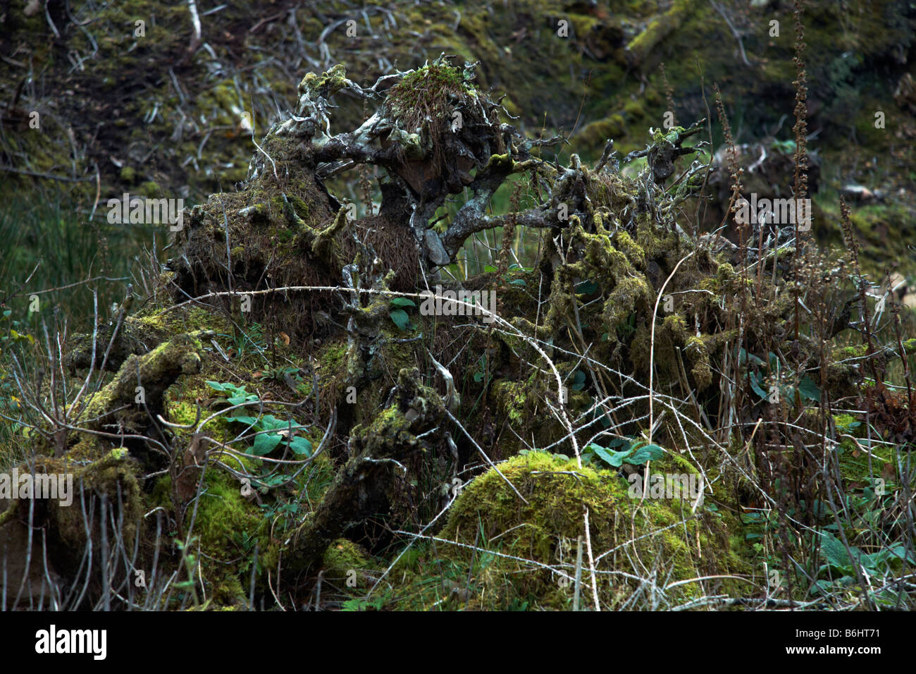 Native woodland regeneration with fallen and rotting pine and ...