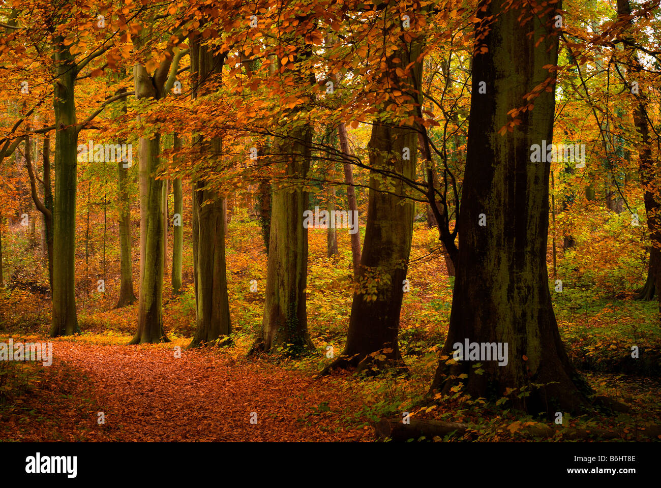 autumn colors in the forest Stock Photo - Alamy
