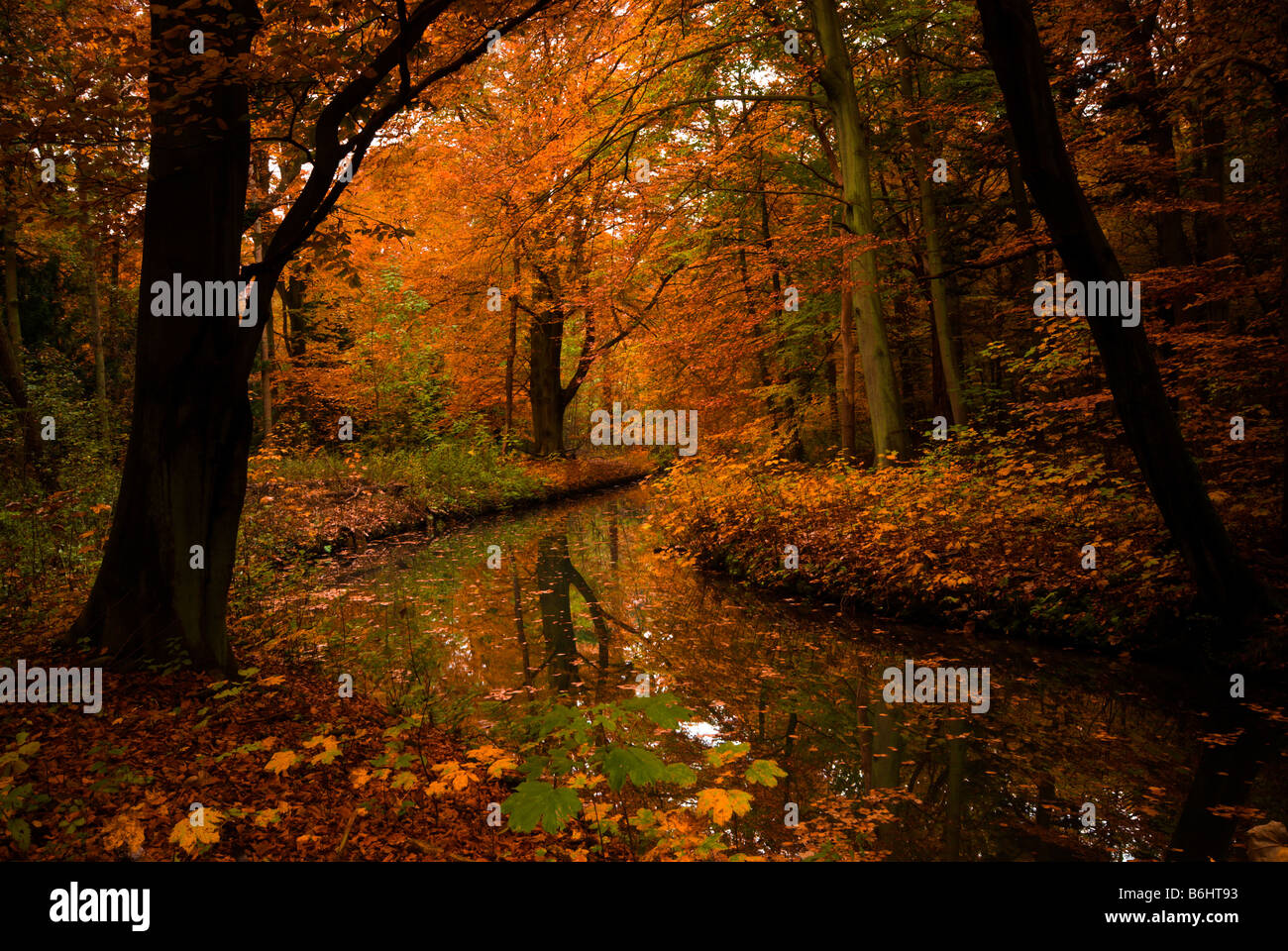 autumn colors in the forest Stock Photo - Alamy