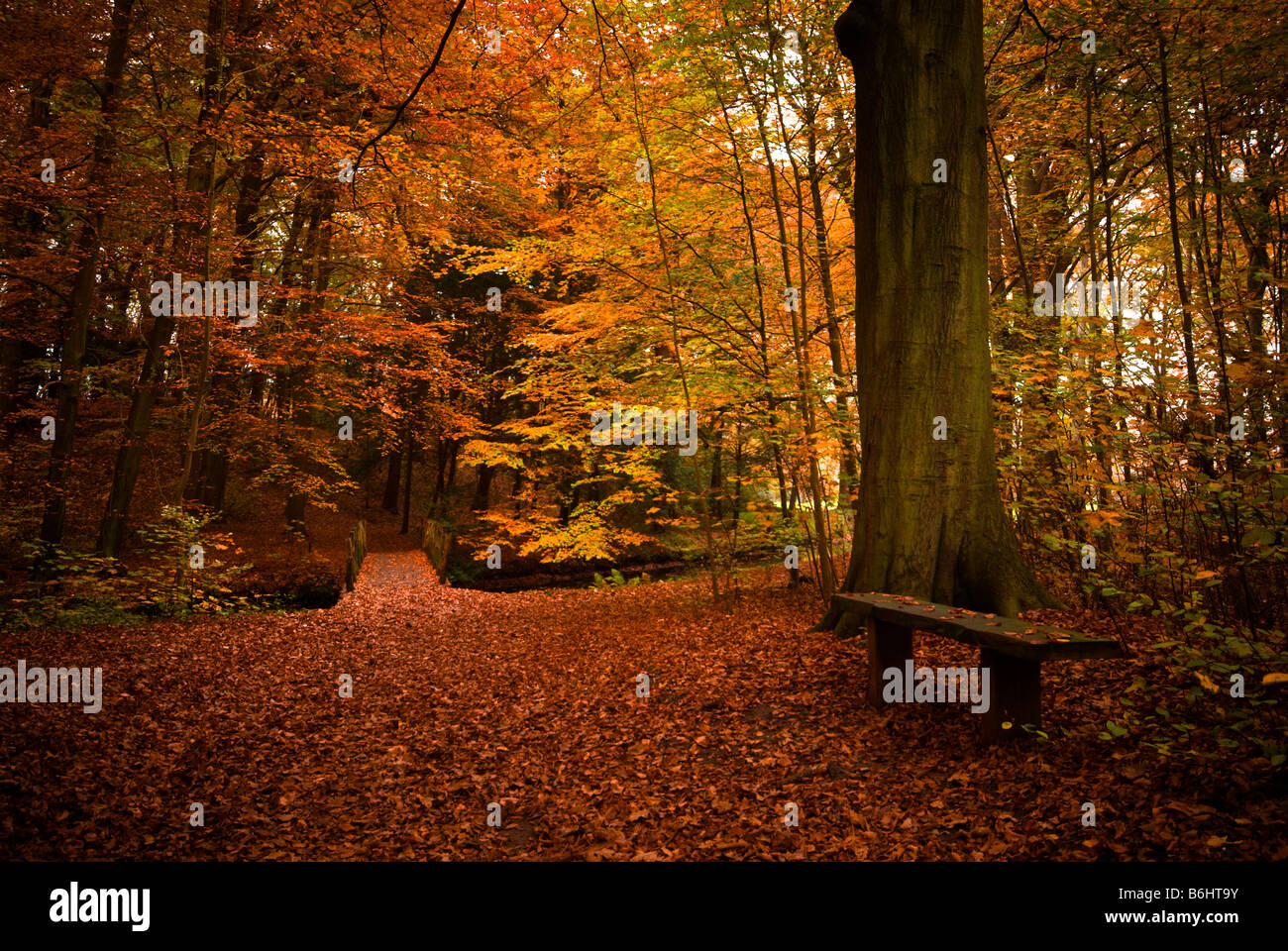 autumn colors in the forest Stock Photo - Alamy