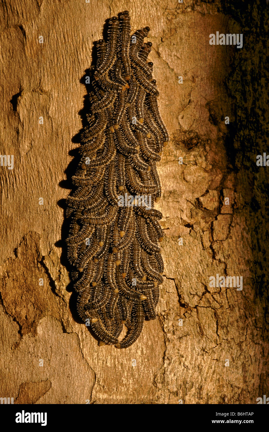 Australian native caterpillar hi-res stock photography and images - Alamy