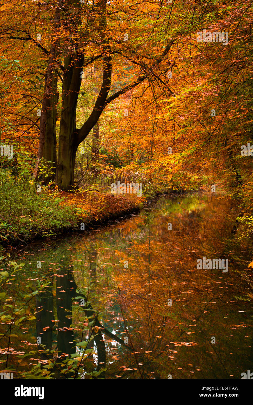 autumn colors in the forest Stock Photo - Alamy