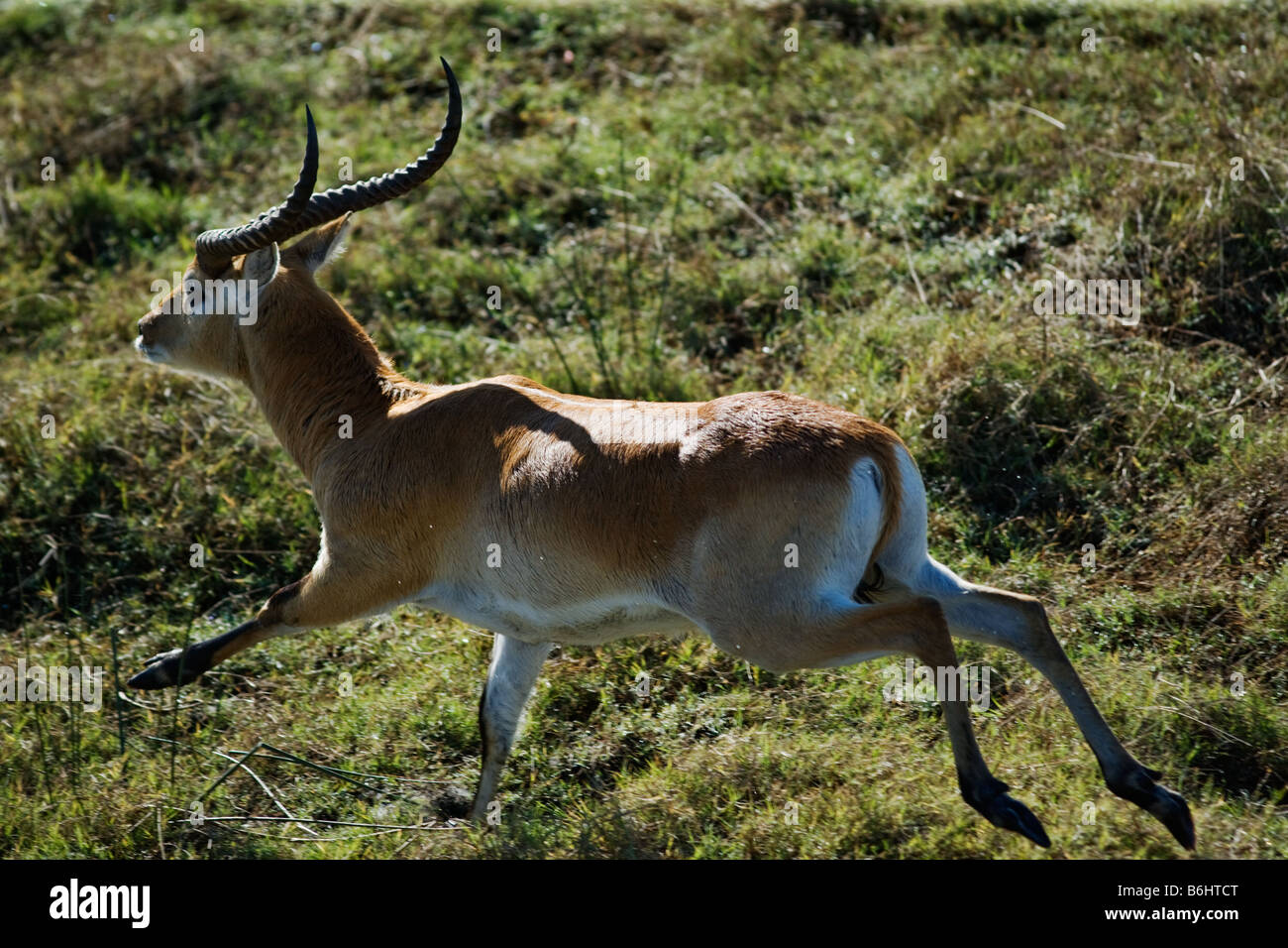Aerial view of Red Lechwe running Kobus leche in the Okavango Delta ...