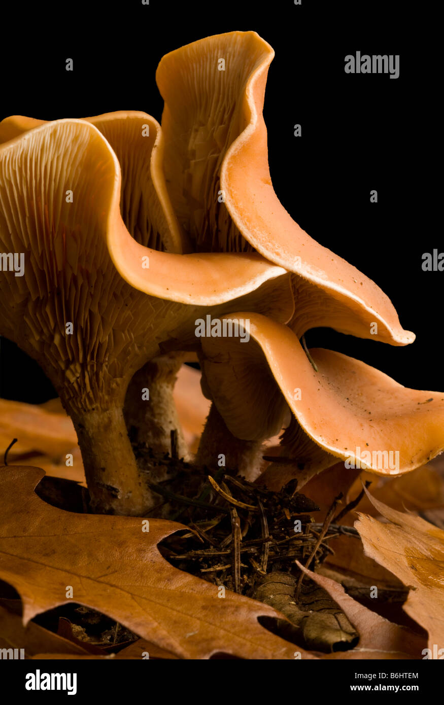Toad stools hi-res stock photography and images - Alamy