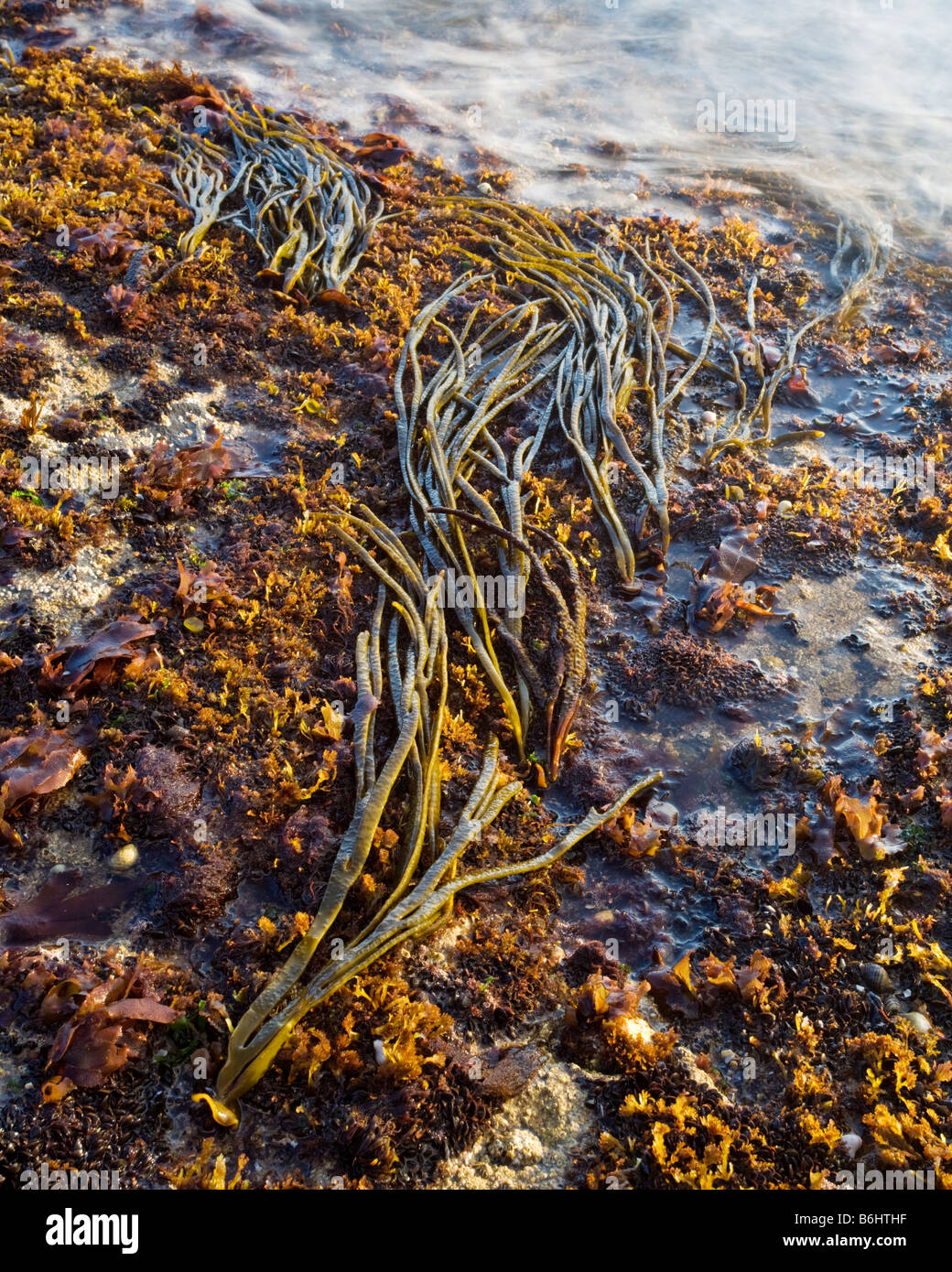 Water seaweed rocks hi-res stock photography and images - Alamy