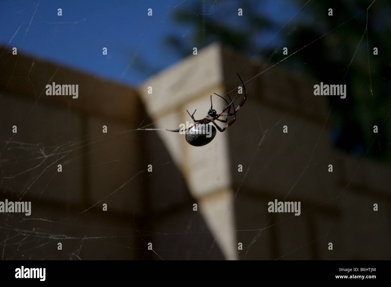 Australian spider hi-res stock photography and images - Alamy