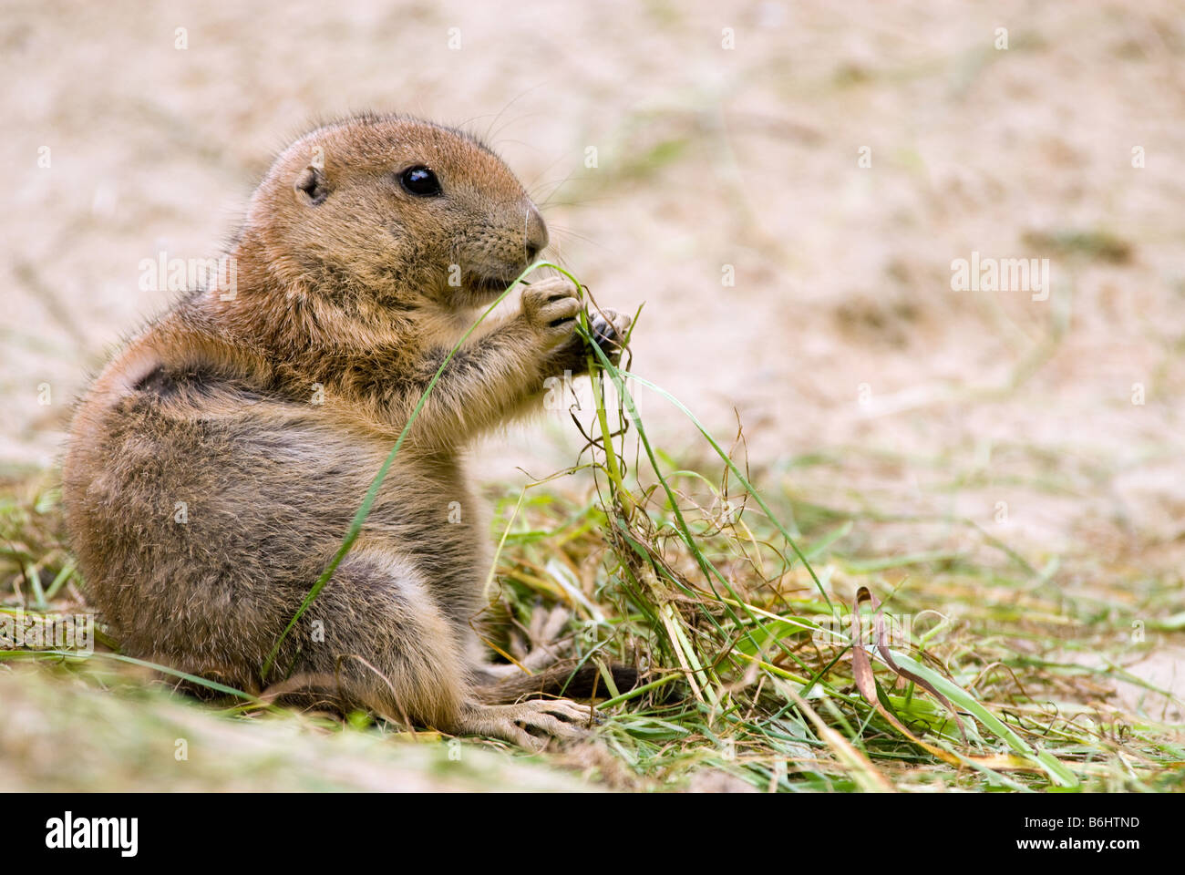 close up of a cute prairie dog Stock Photo - Alamy