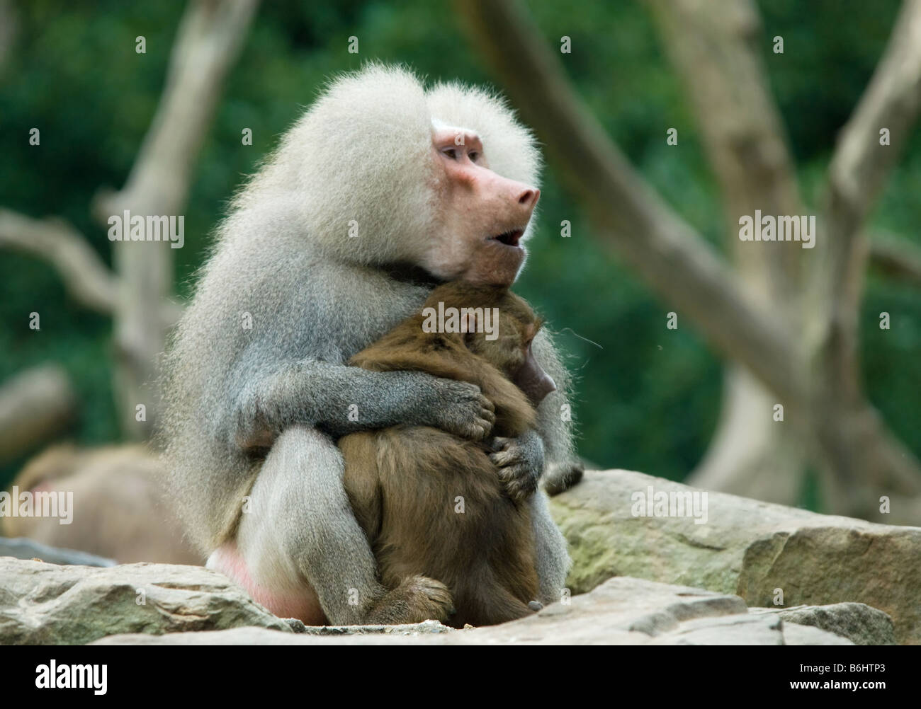 two baboon monkeys in love Stock Photo - Alamy