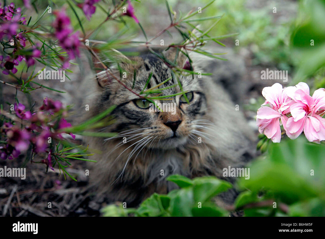 Cat Hides In The Garden Stock Photo - Alamy