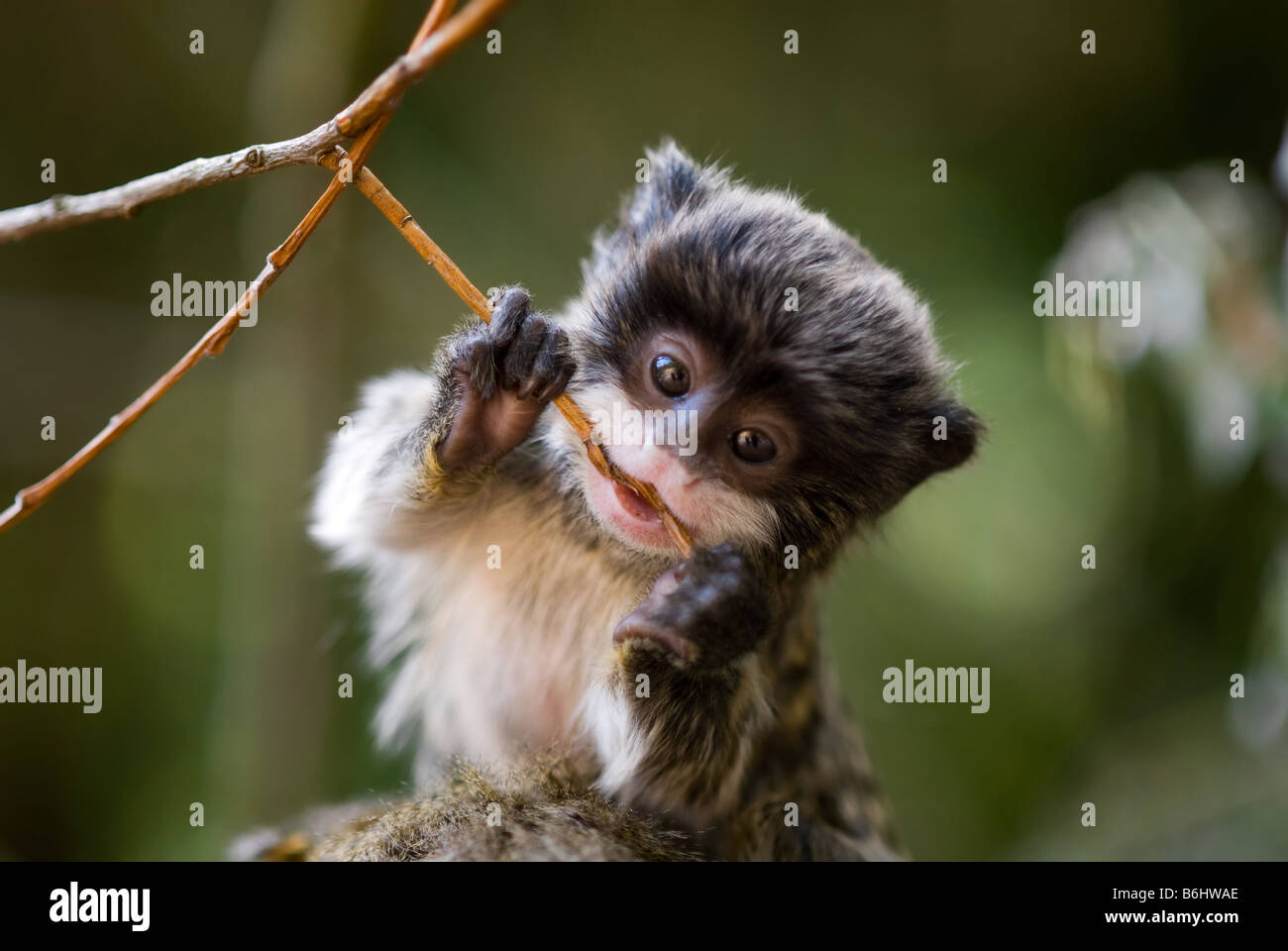 Red Handed Tamarin Baby