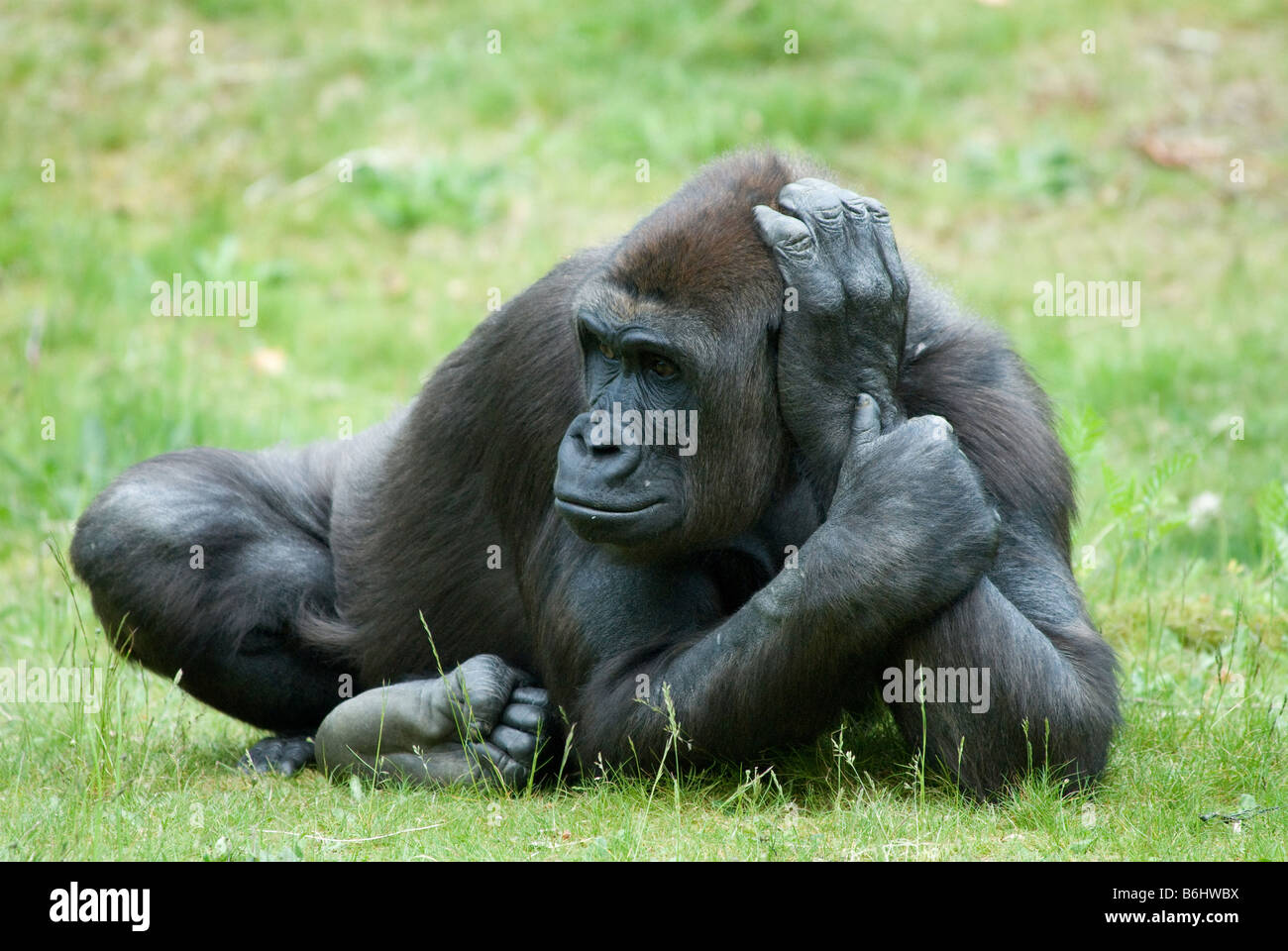 close up of a big female gorilla Stock Photo - Alamy