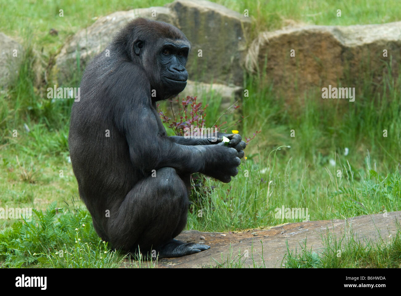 close up of a big female gorilla Stock Photo - Alamy