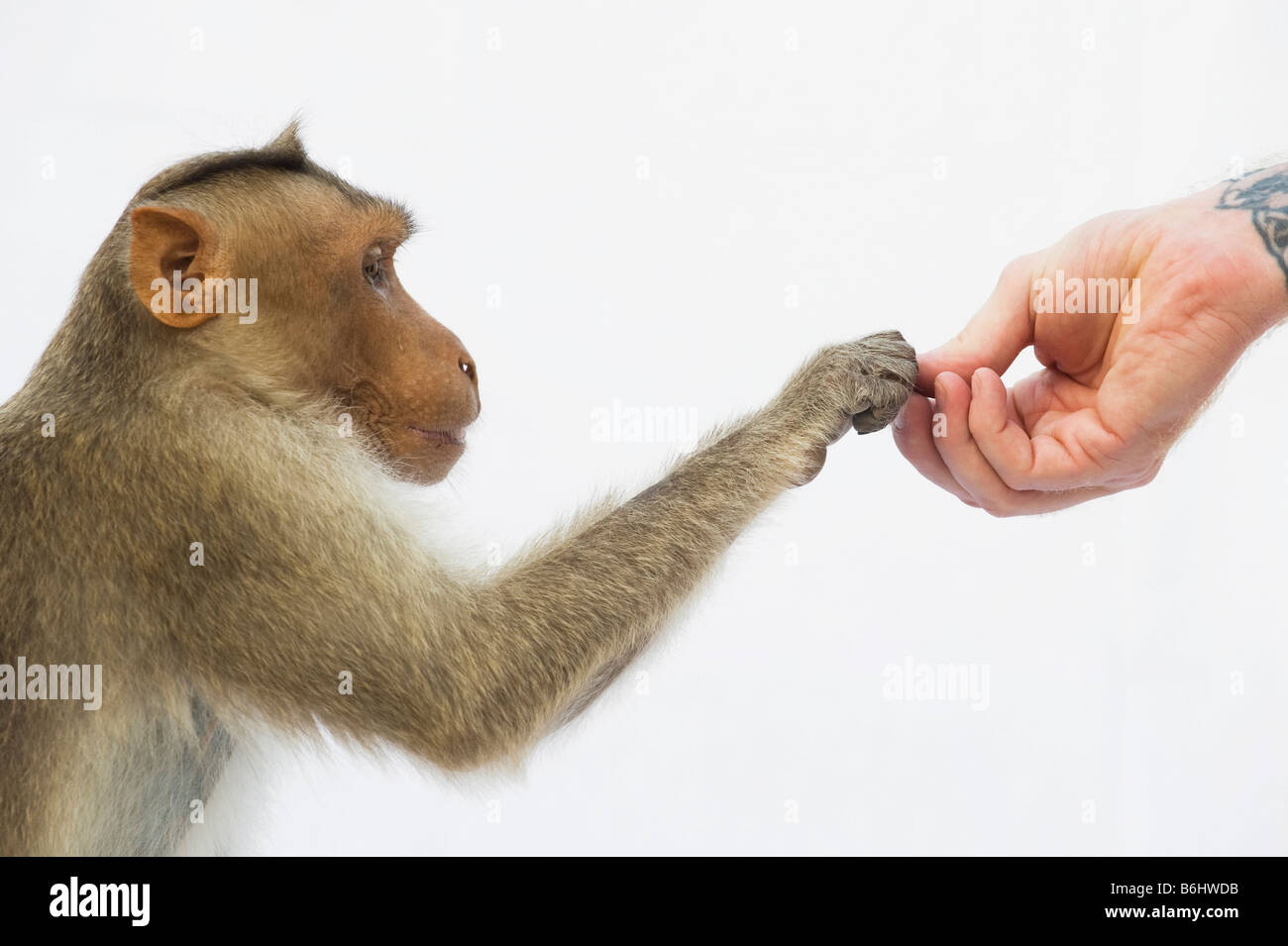 Ape hand hi-res stock photography and images - Alamy