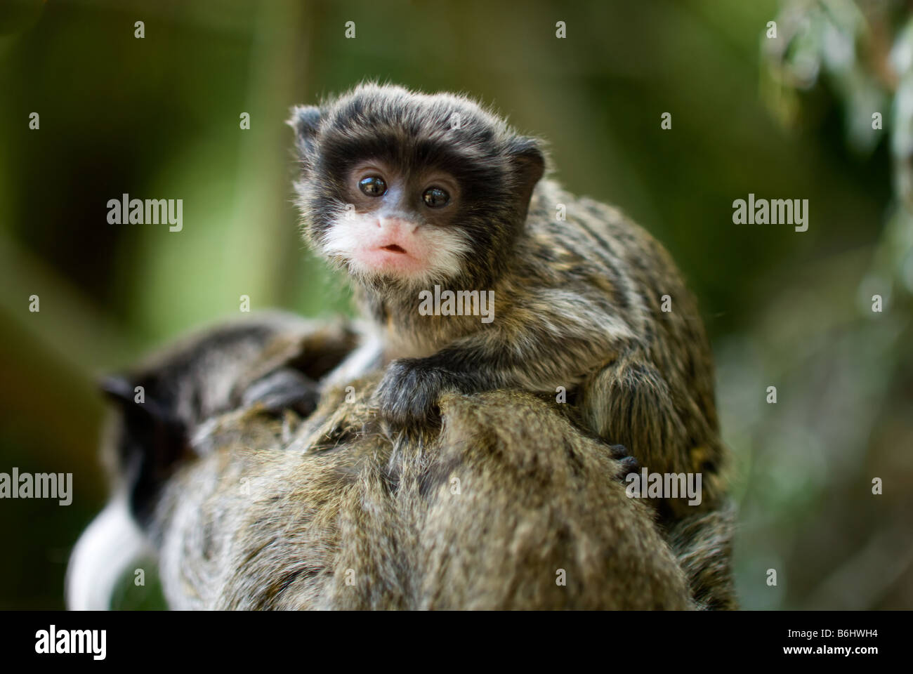 Baby Tamarin Monkey