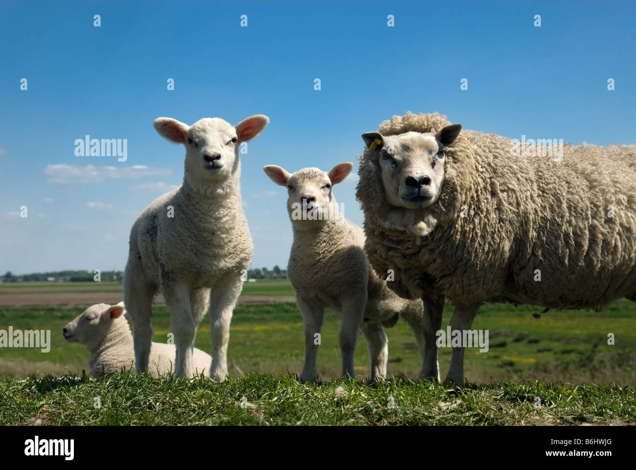 Animal spring hi-res stock photography and images - Alamy