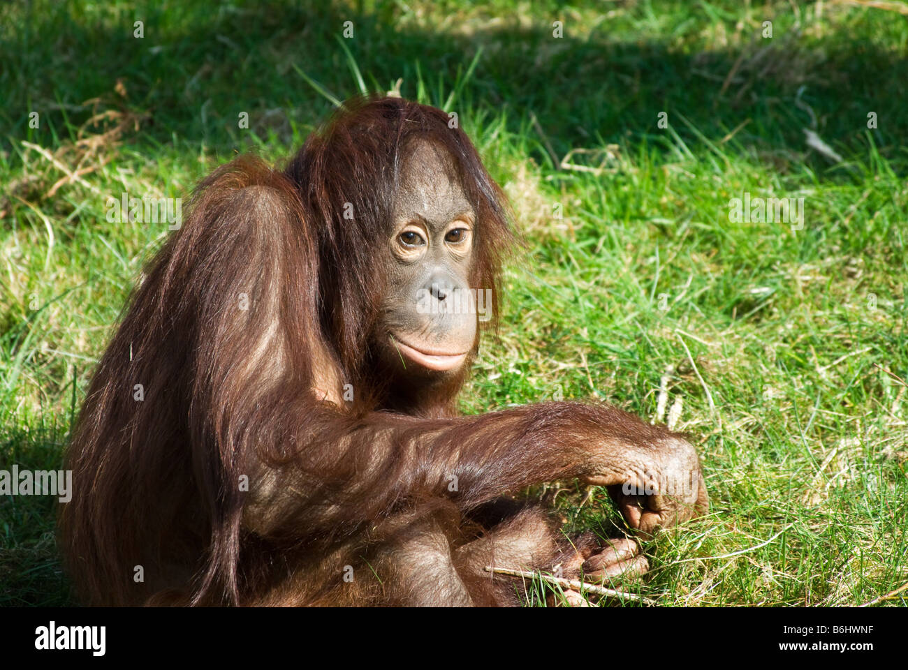 Cute orangutan hi-res stock photography and images - Alamy