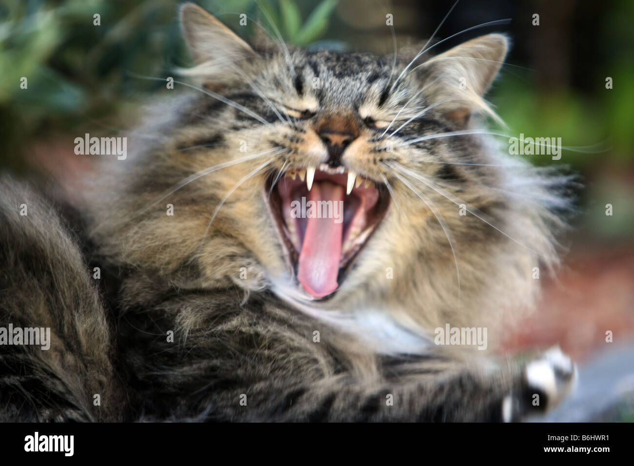 Yawning cat hi-res stock photography and images - Alamy