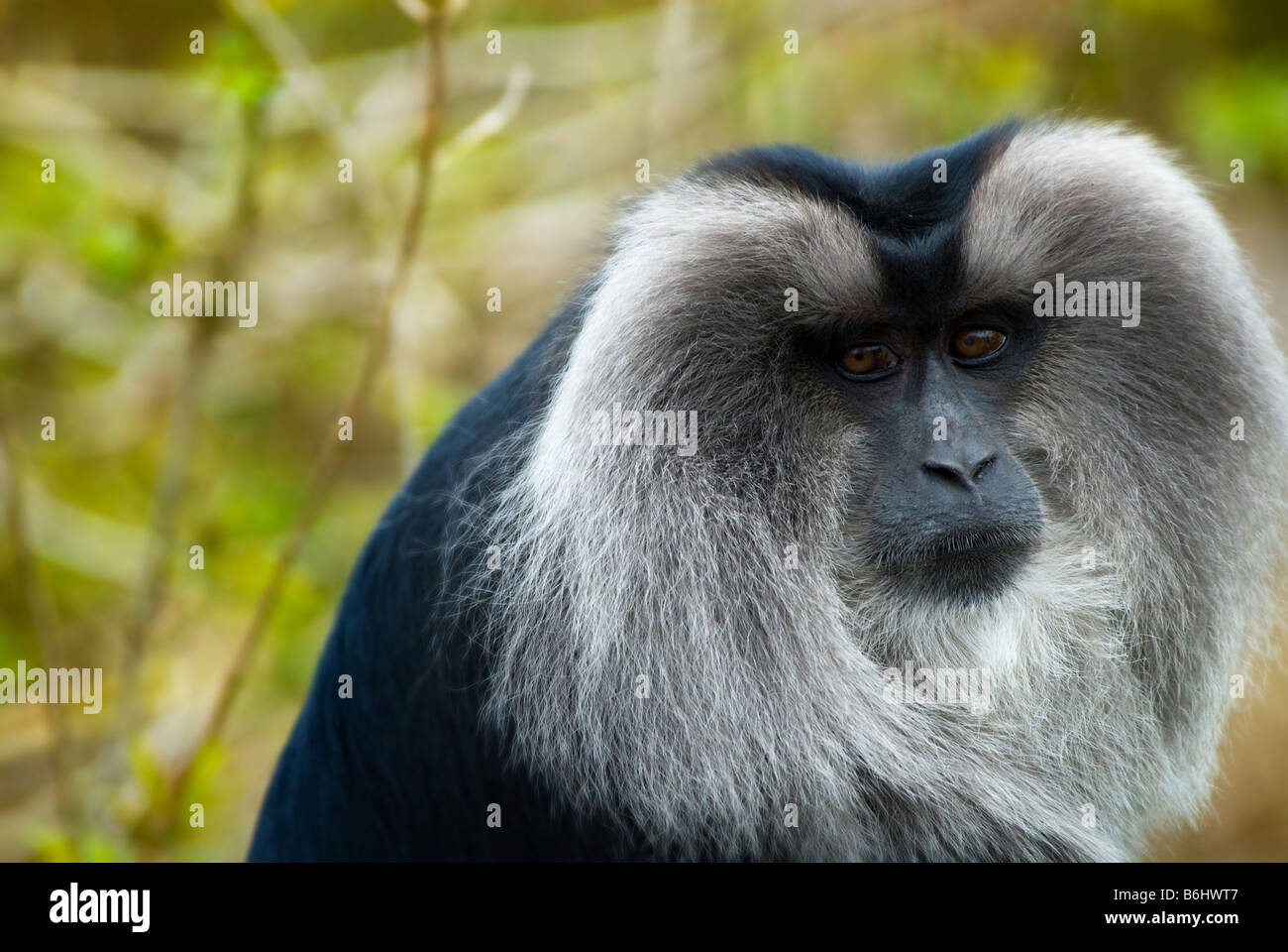 closeup of a Lion tailed Macaque Macaca silenus Stock Photo - Alamy