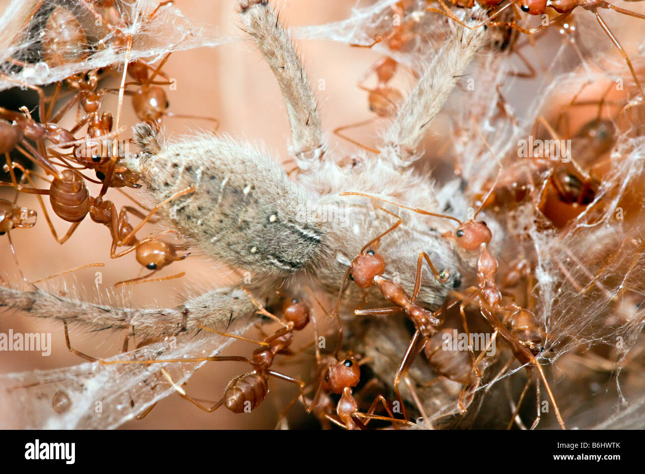 Ants attacking insects hi-res stock photography and images - Alamy
