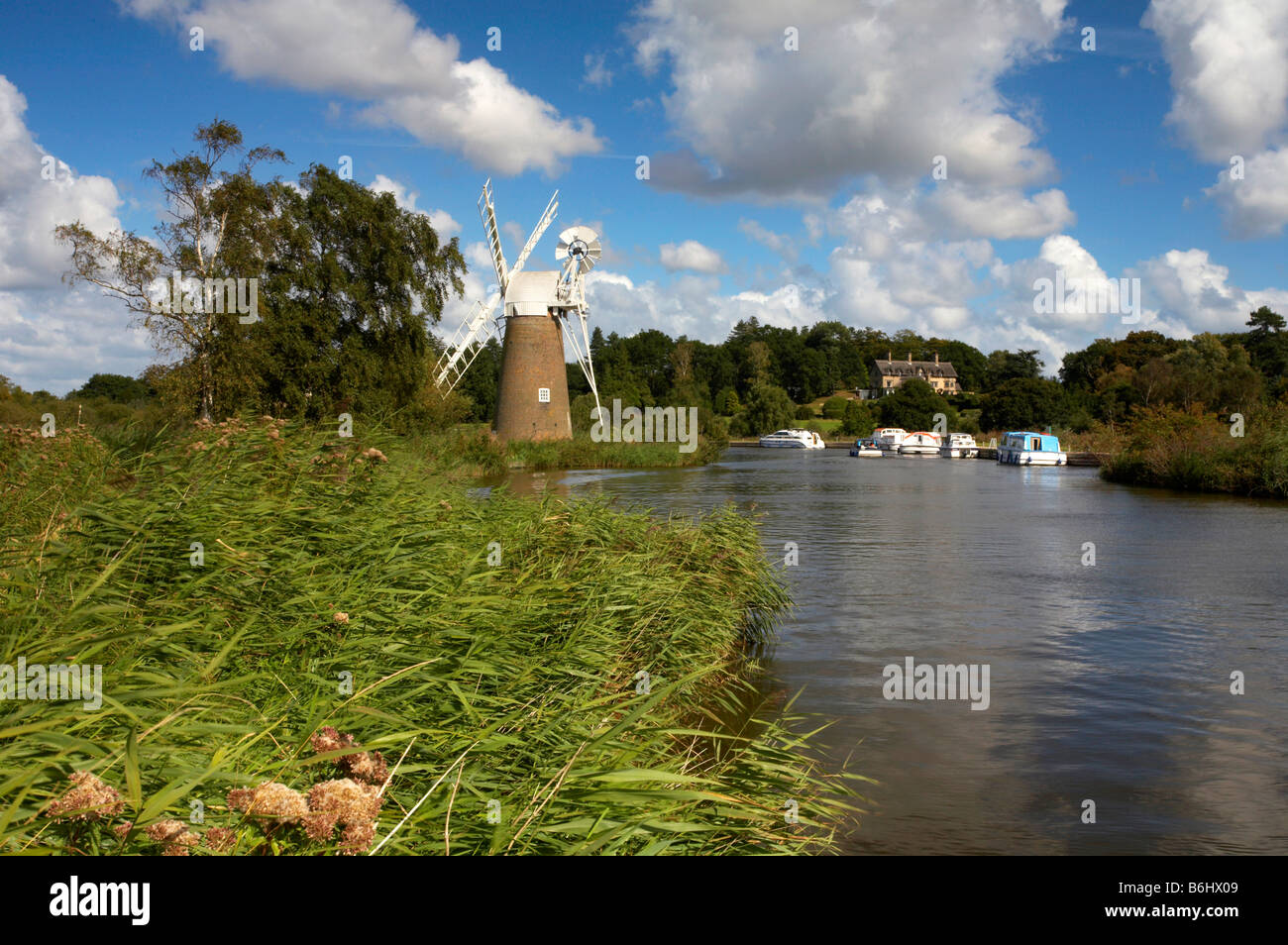 Great fen sedge hi-res stock photography and images - Alamy