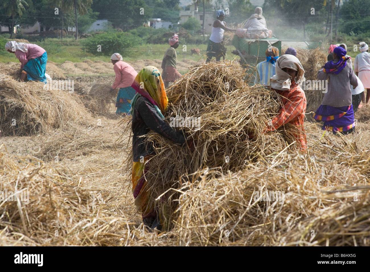 Indian farm workers harvesting the rice crop and collecting the dried ...