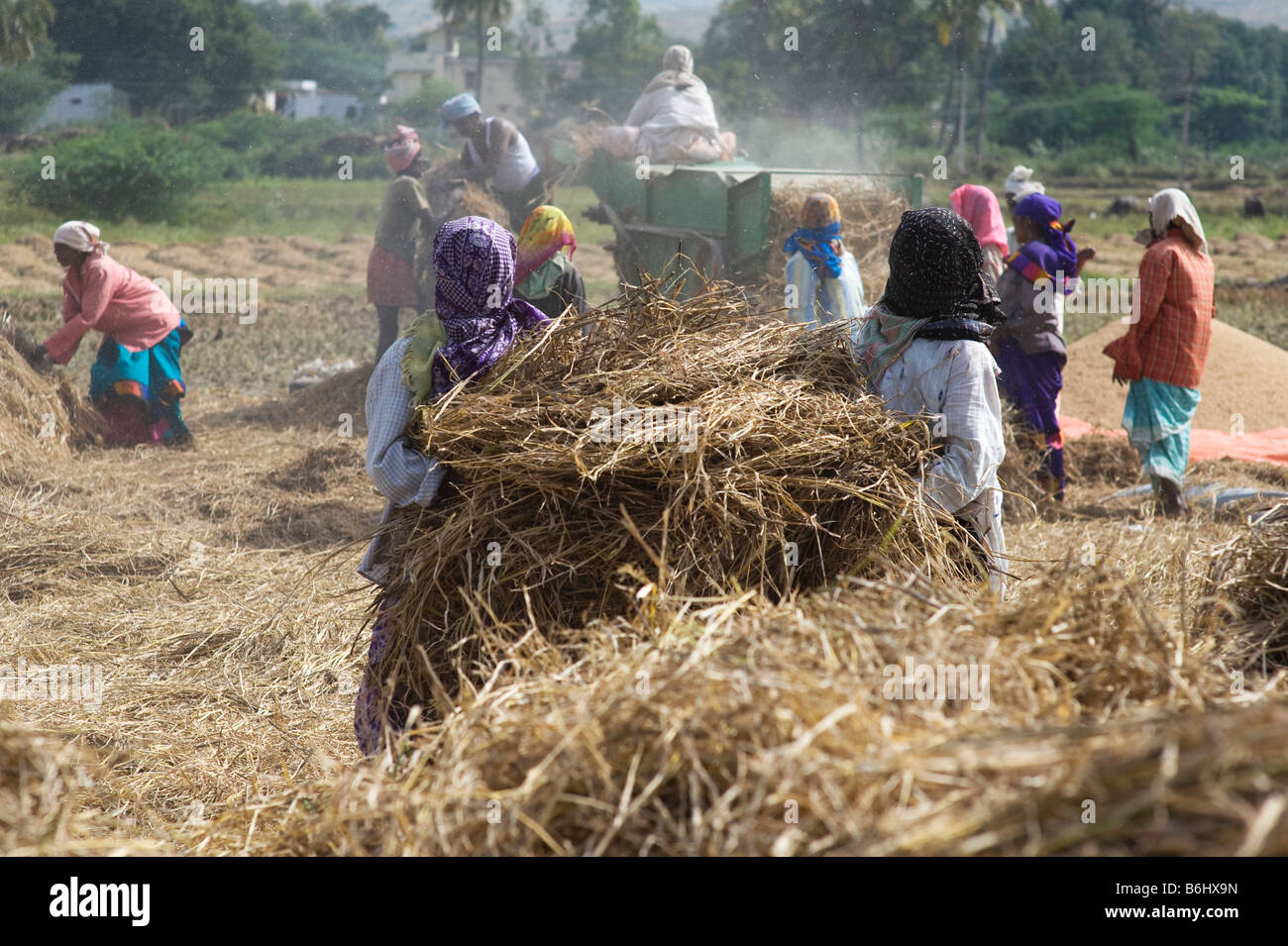 Rice crop india hi-res stock photography and images - Alamy
