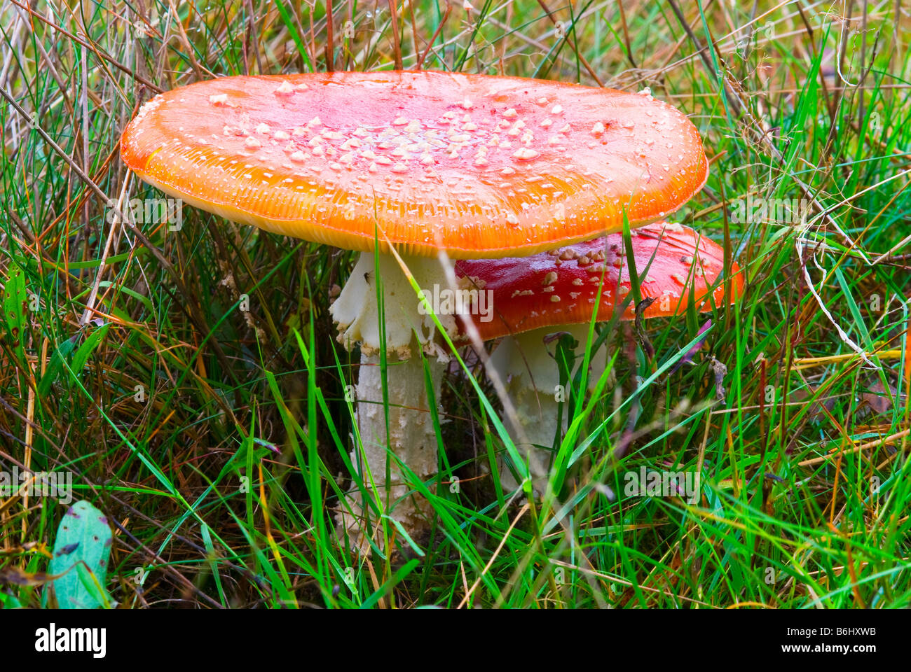 Red and white toadstools hi-res stock photography and images - Alamy