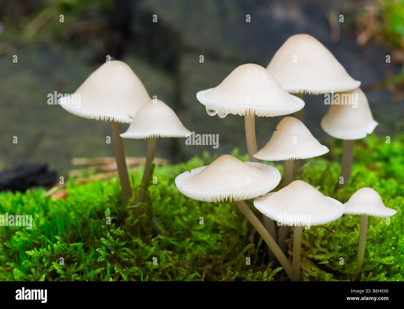 White toadstools hi-res stock photography and images - Alamy