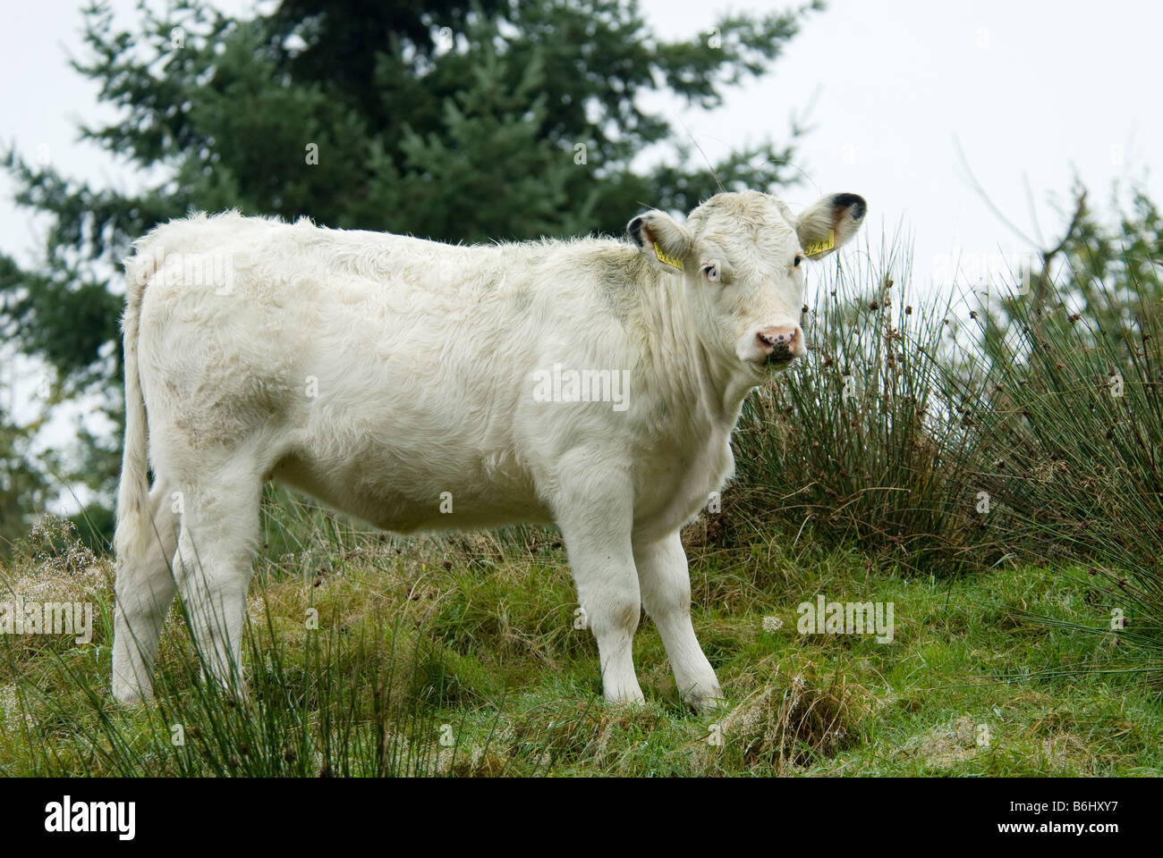 White cow hi-res stock photography and images - Alamy