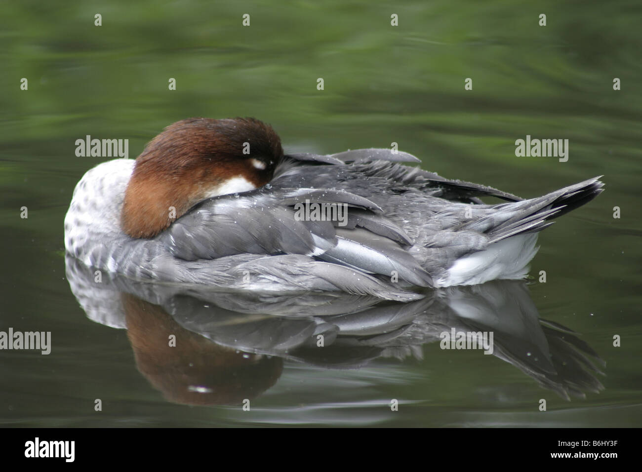 Smew Mergus albellus duck female Stock Photo - Alamy