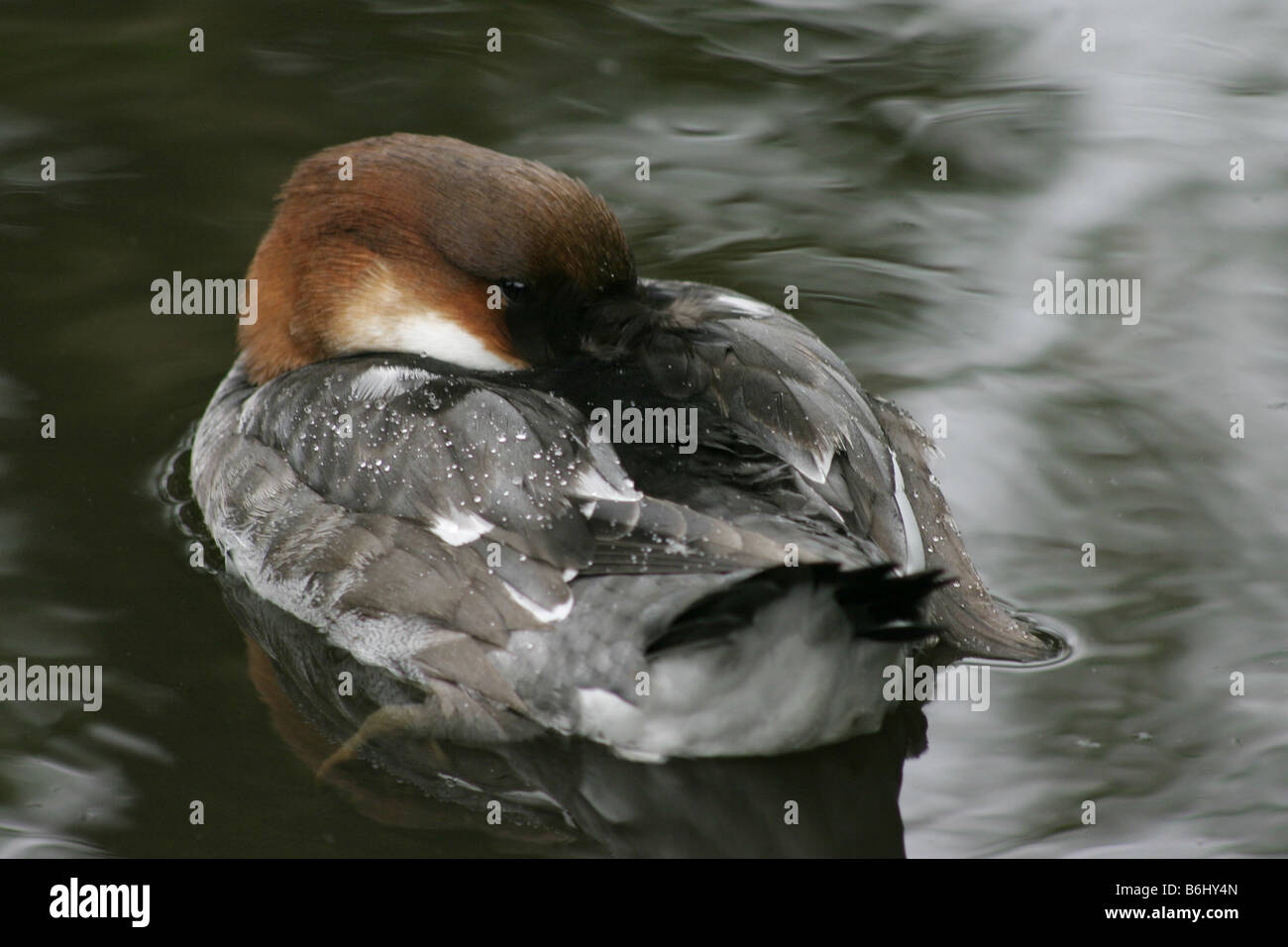 Female Smew Duck High Resolution Stock Photography and Images - Alamy