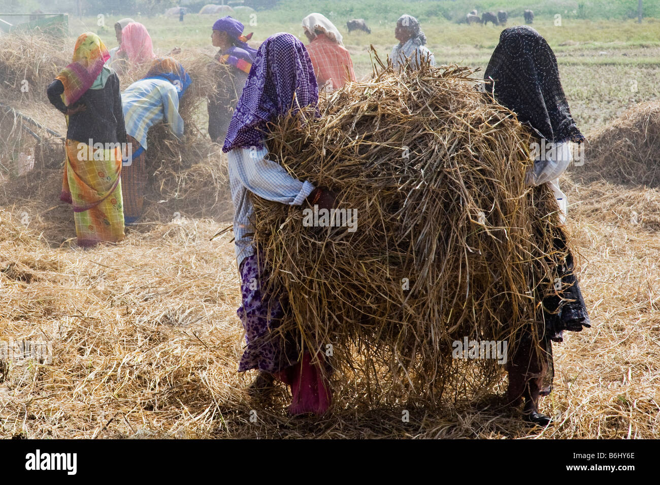 Indian farm workers harvesting the rice crop and collecting the dried ...