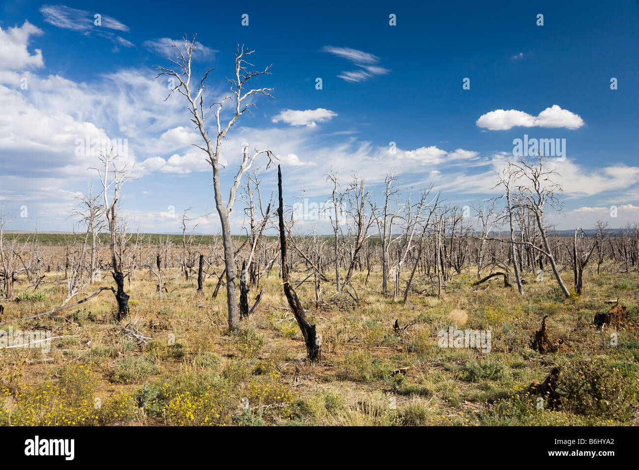 Trunk charred after forest fire hi-res stock photography and images - Alamy