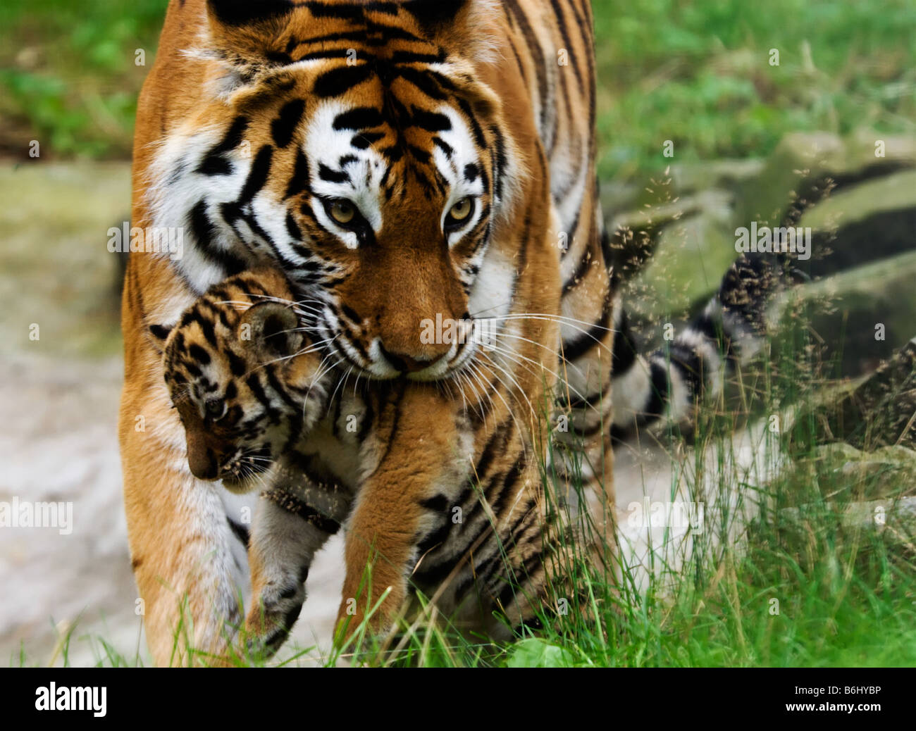 Baby Siberian Tiger Images
