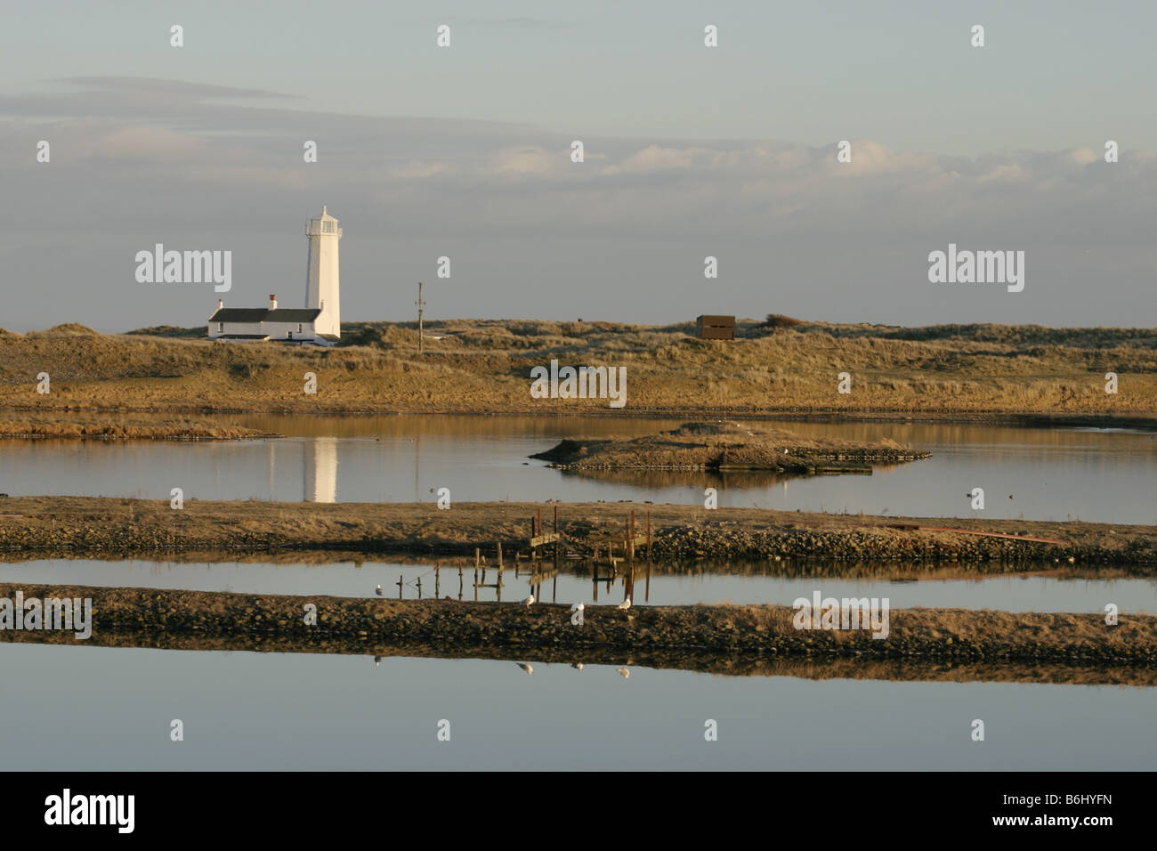 Walney island wildlife High Resolution Stock Photography and Images - Alamy