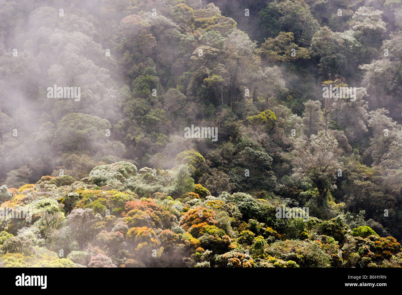 morning fog on canopy tropical rainforest, cameron highlands, malaysia ...