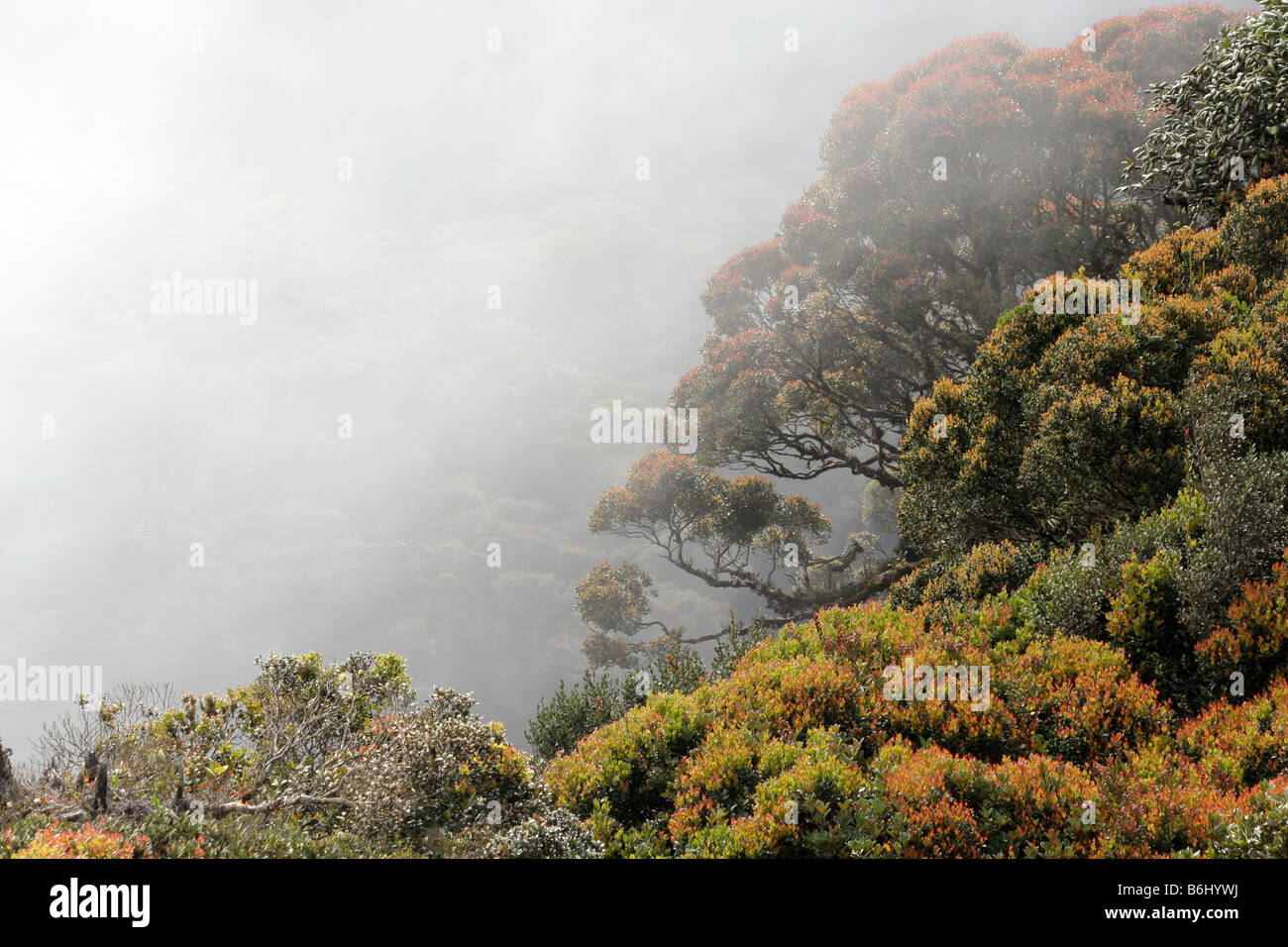 Cameron highlands wildlife hi-res stock photography and images - Alamy