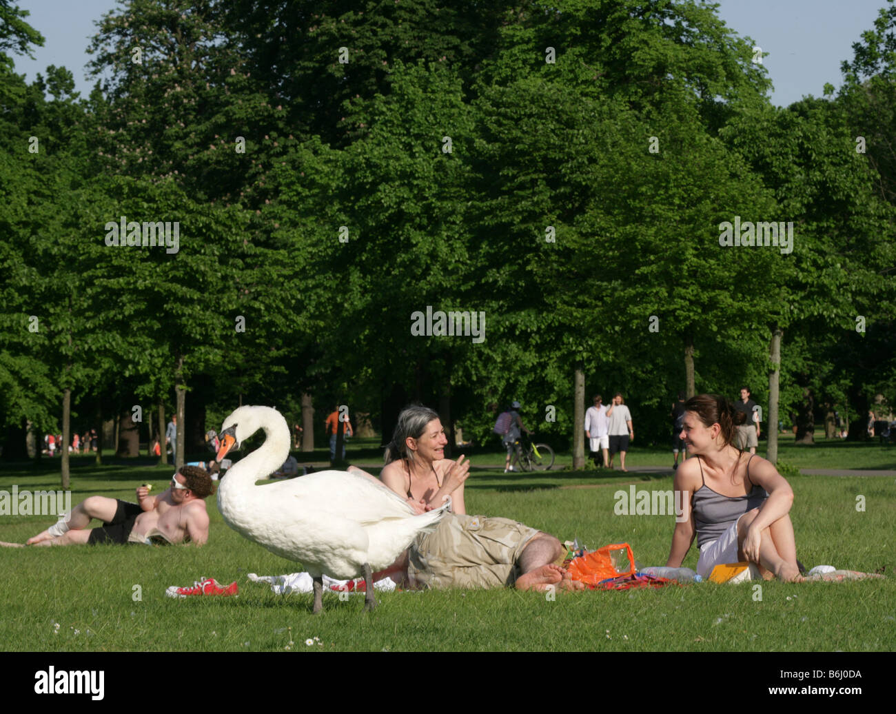 Swan in front of people sunbathing and relaxing in Hyde Park, London ...