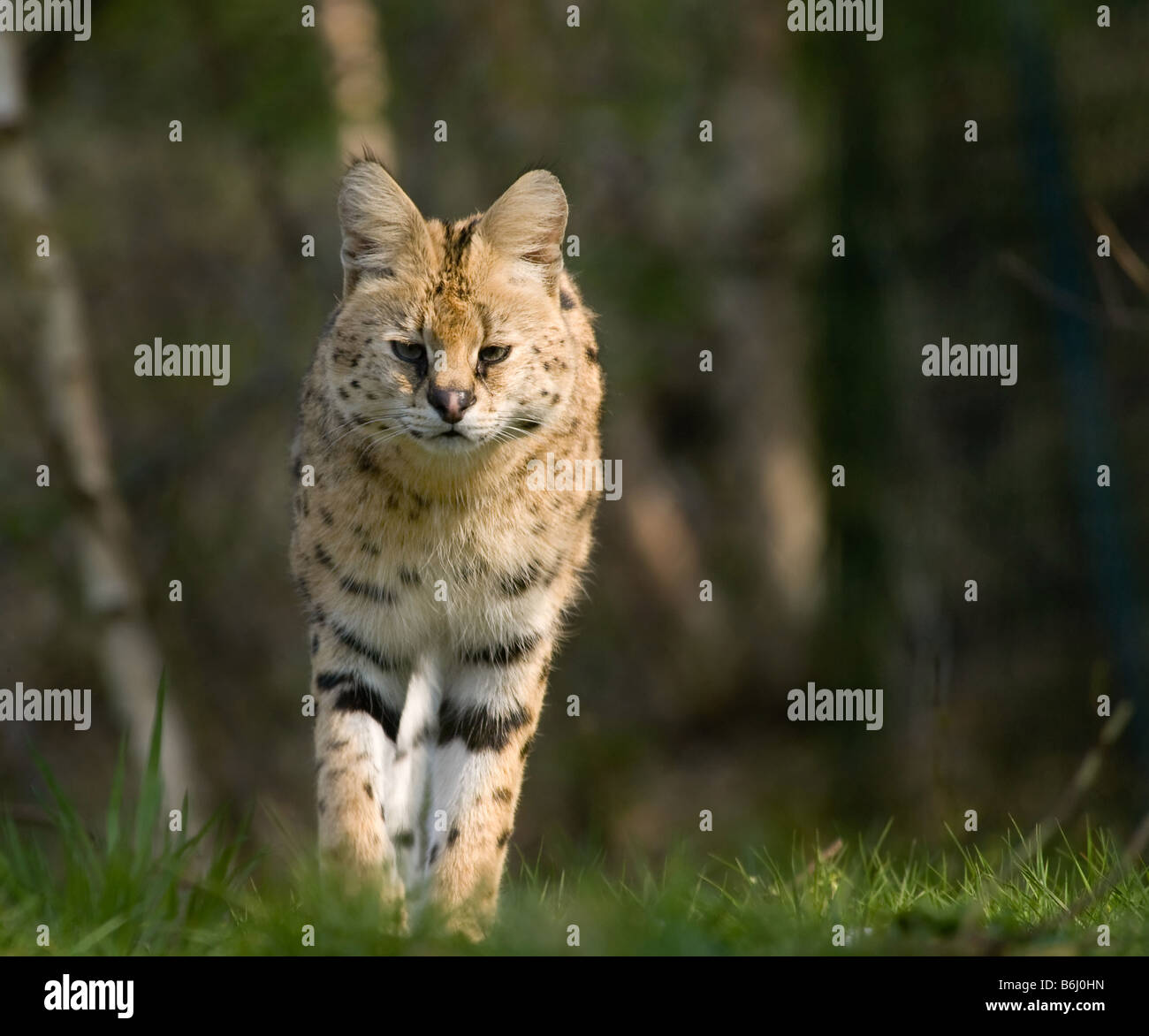 beautiful serval walking towards the camera Leptailurus serval Stock ...