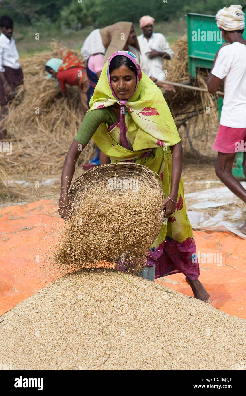 Harvesting of grains hi-res stock photography and images - Alamy