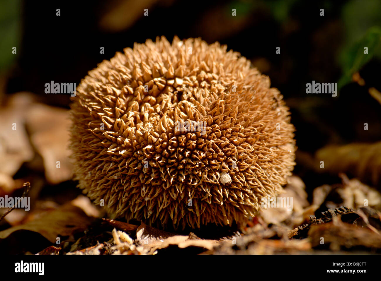 Echinatum hi-res stock photography and images - Alamy